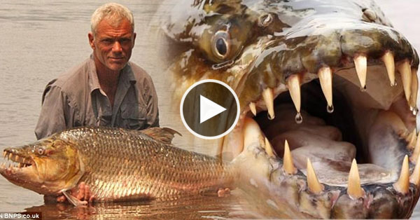 Deadly giant piranha was caught in the Congo River! | Social News Portal