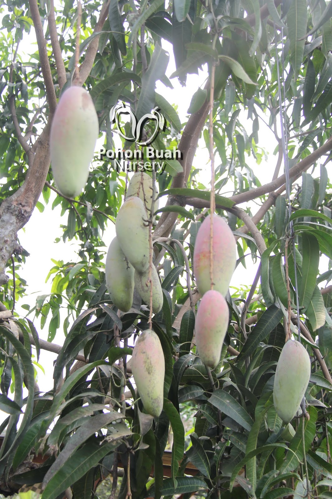 PBN: Mangga Red Ivory. (Taiwan)