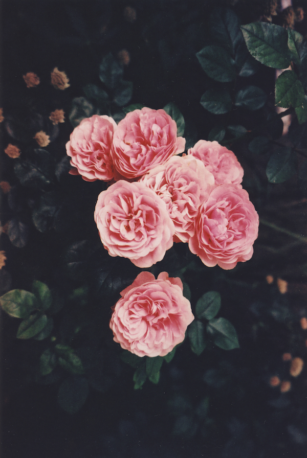 Gems: So Many Flowers