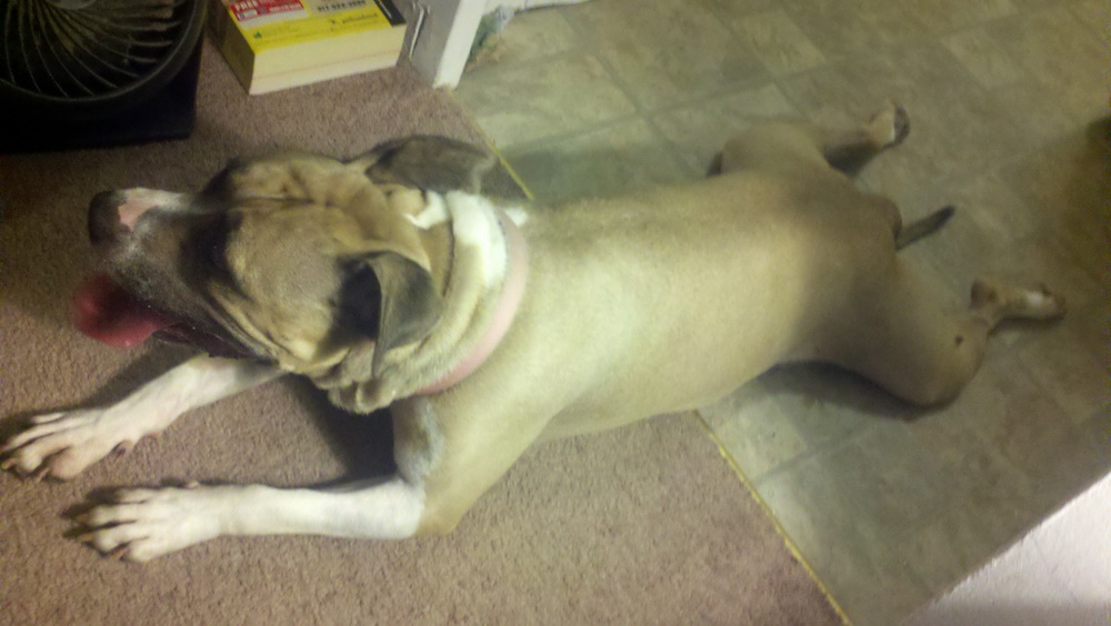 Pit Bull Frogs: Pit Bull Frog Photos