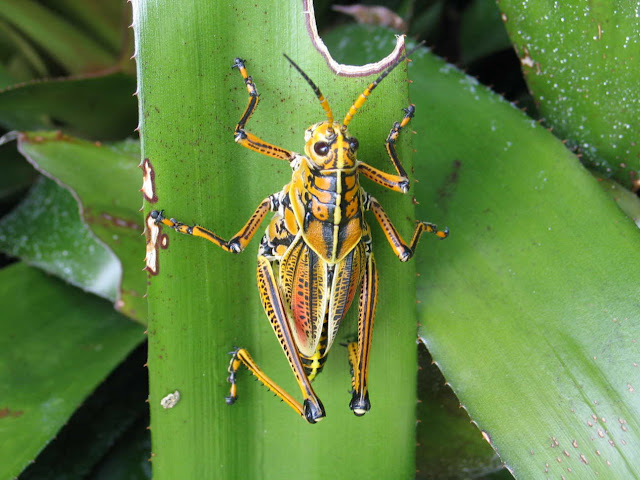 Grasshopper | The Biggest Animals Kingdom