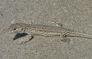 Species Steppe Runner Lizard | Animals In The World