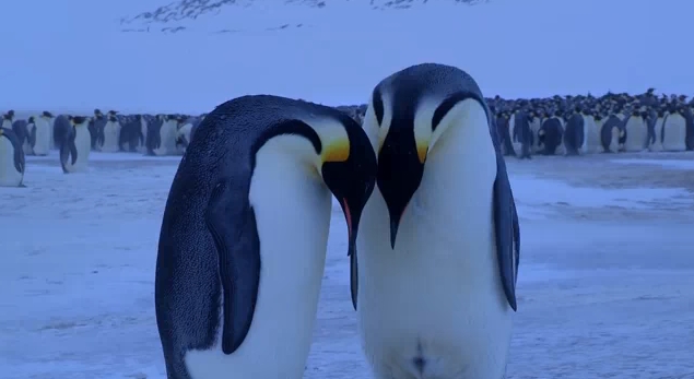 White Wolf : Two emperor penguins mourn the death of a tiny emperor ...