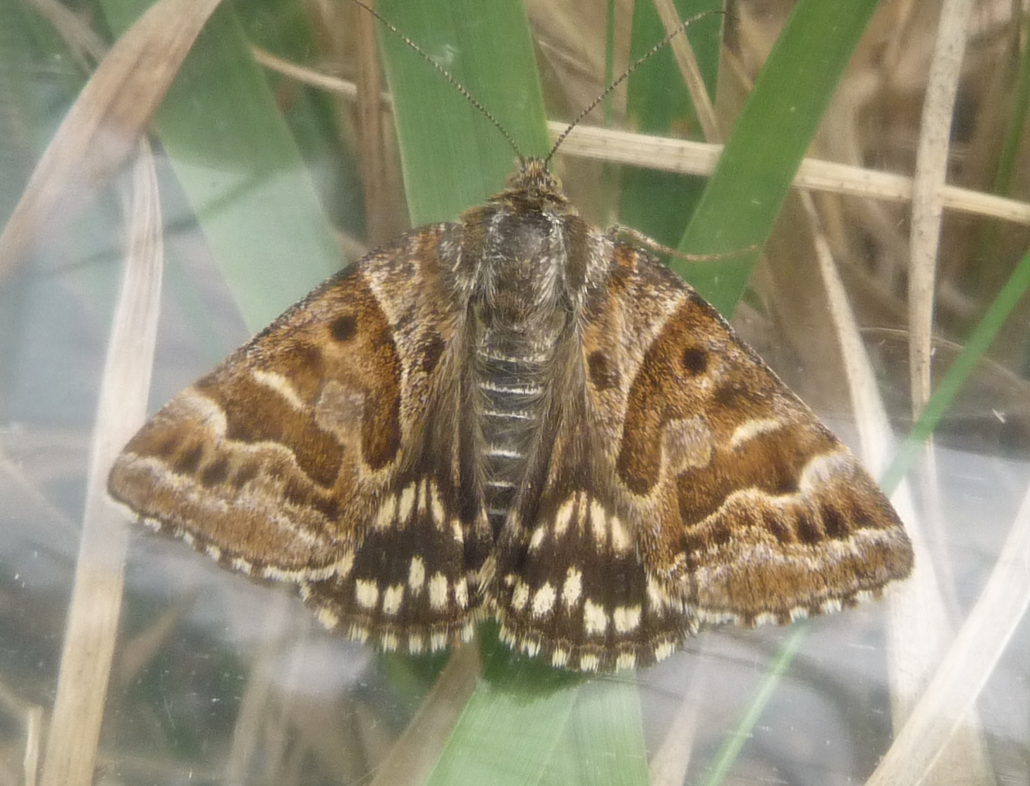 Ceredigion Moths: Mother shipton
