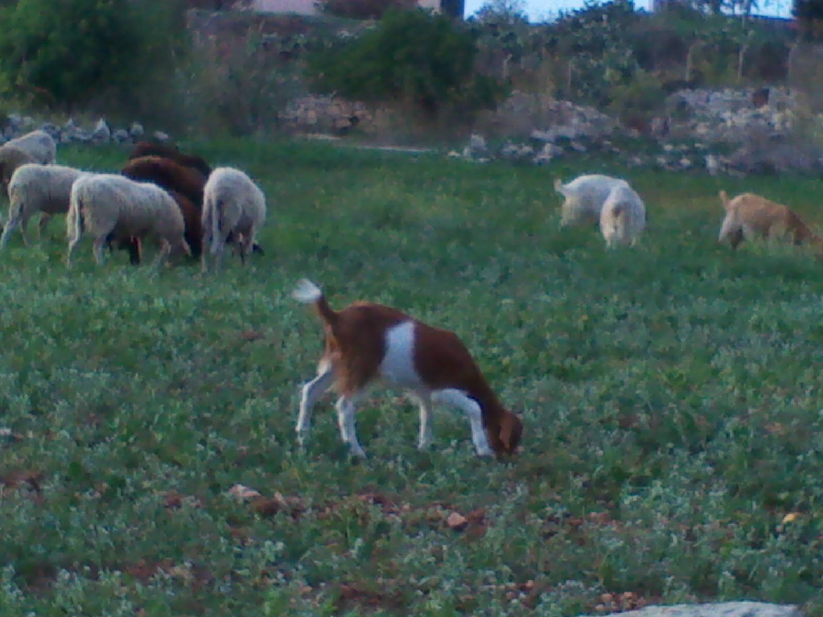 Maltese (goat) | safifields-Billboard