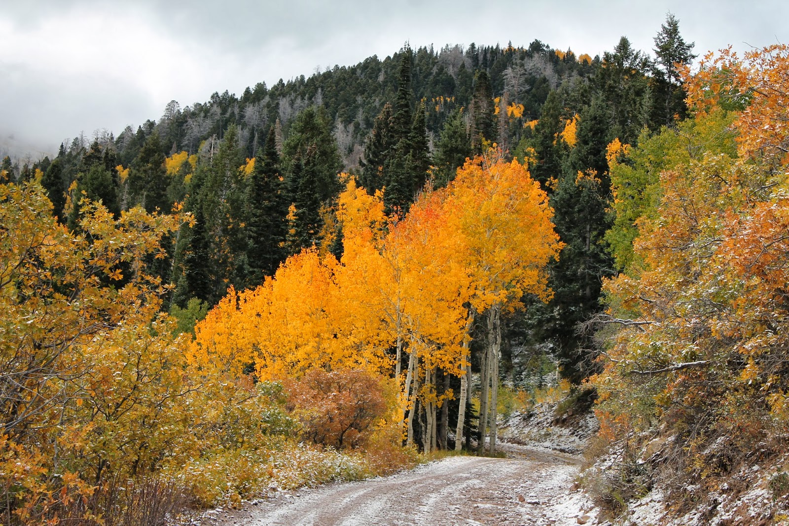 The Bees’ RV: Autumnus Interruptus