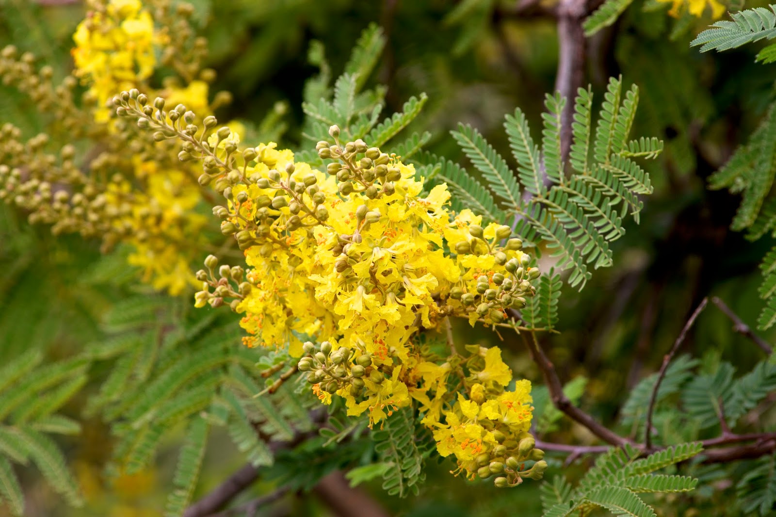 Indigenous tree of the month (4) |Renaissance in the Bushveld