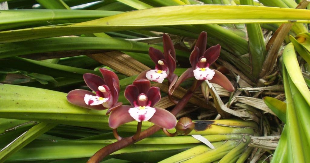 Grow and care Cymbidium atropurpureum orchid - The Black Purple ...