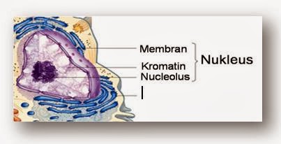 Nukleus Sel (Inti Sel) | Pustaka Pandani