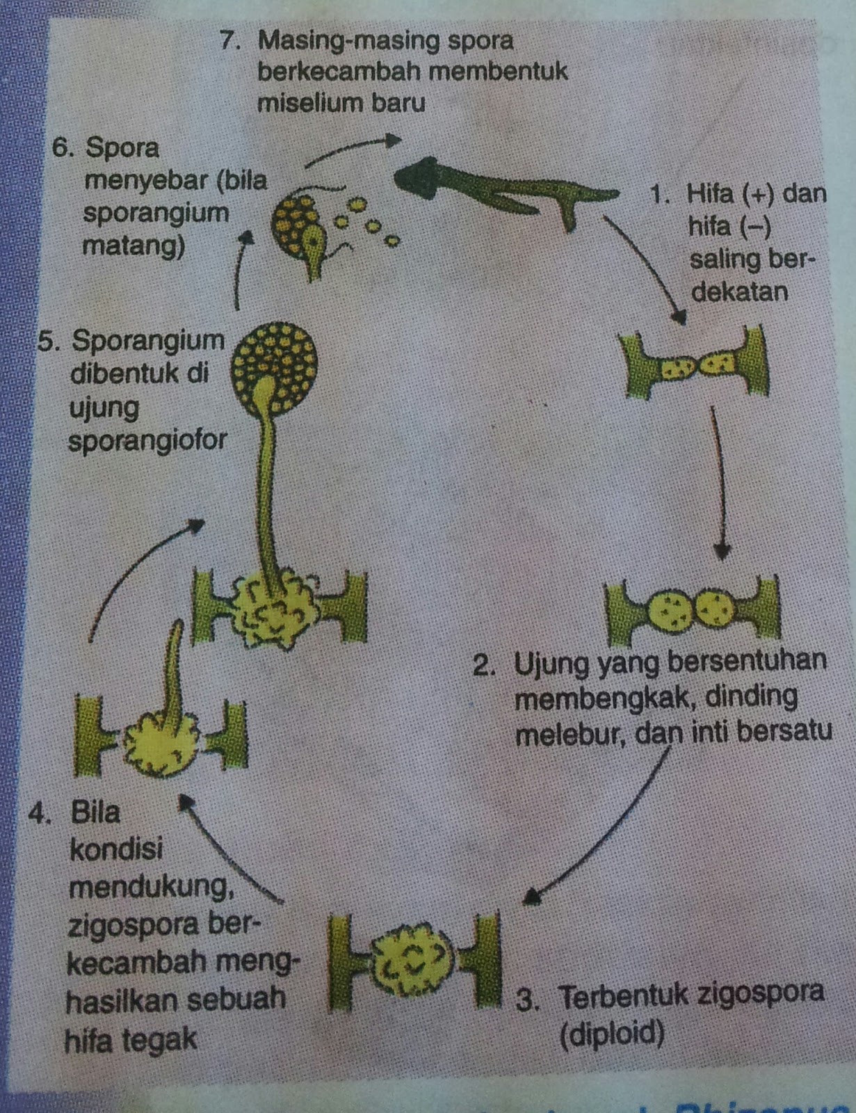 Klasifikasi Dan Siklus Reproduksi Jamur Galeri Pustaka —