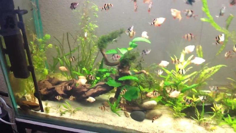 Budidaya Ikan Hias Sumatra (Sumatra Barb, Tiger Barb)