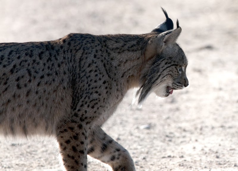The wild side: Lynx!