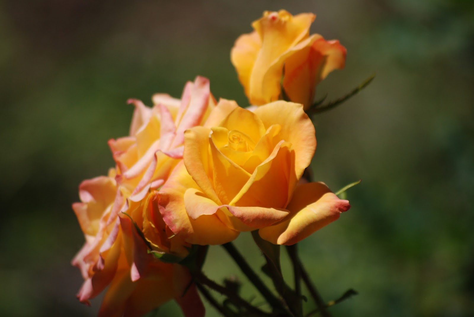 ROSAS DE TÉ de mi amiga Rosa - BOTÀNIC SERRAT