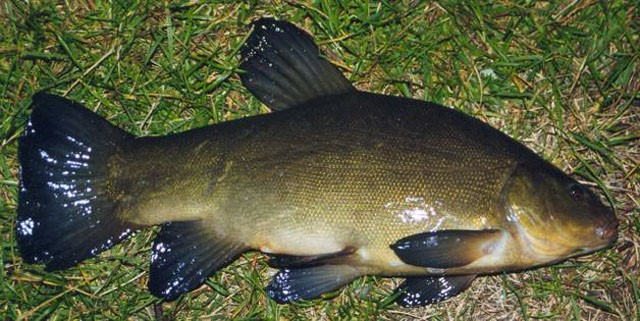FAUNA-CERCANA: 13 - PECES de río frecuentes en el sur de ESPAÑA.