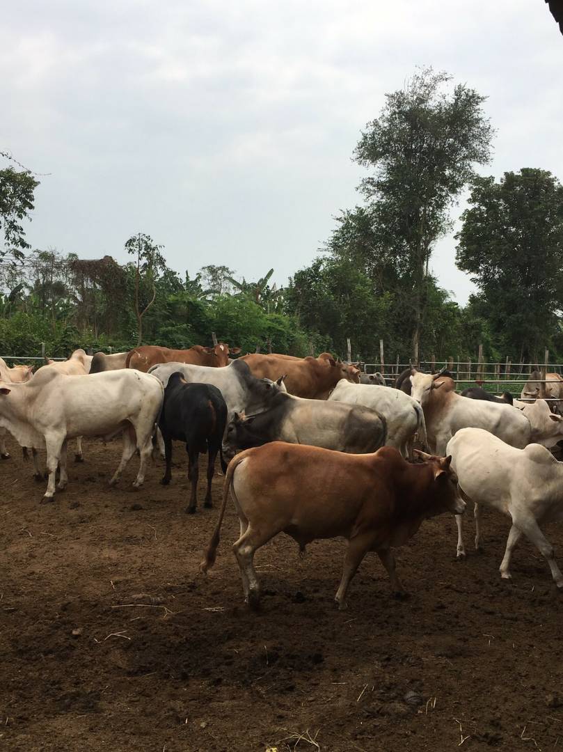 Pembekal Lembu dan Kambing Muslim: Baka Lembu Pedaging - KK