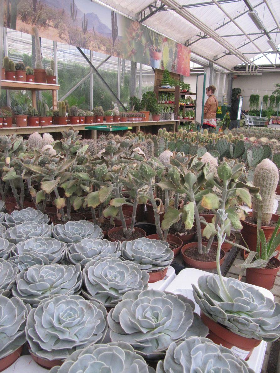 paradis express: Floralux, Dadizele, Belgium