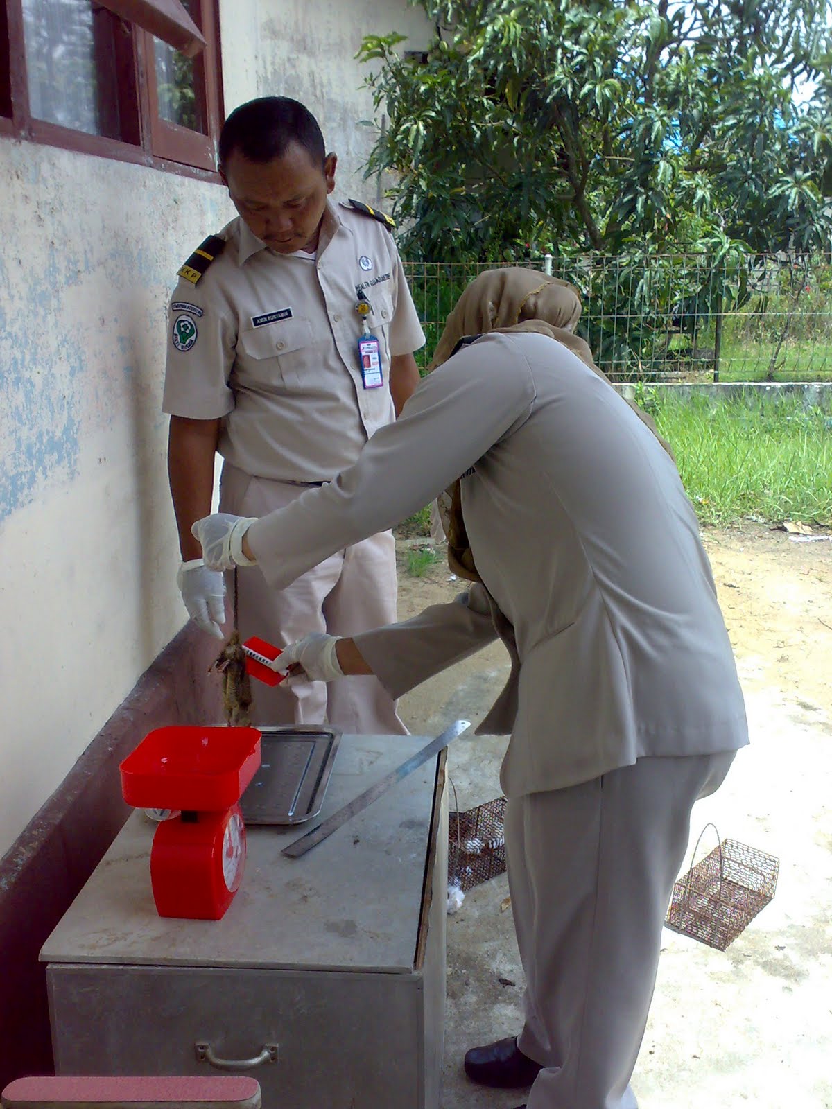 SURVEY PENGENDALIAN TIKUS DAN PINJAL ~ WILKER SUPADIO