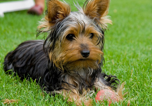 Lourcy Canil: YORKSHIRE TERRIER