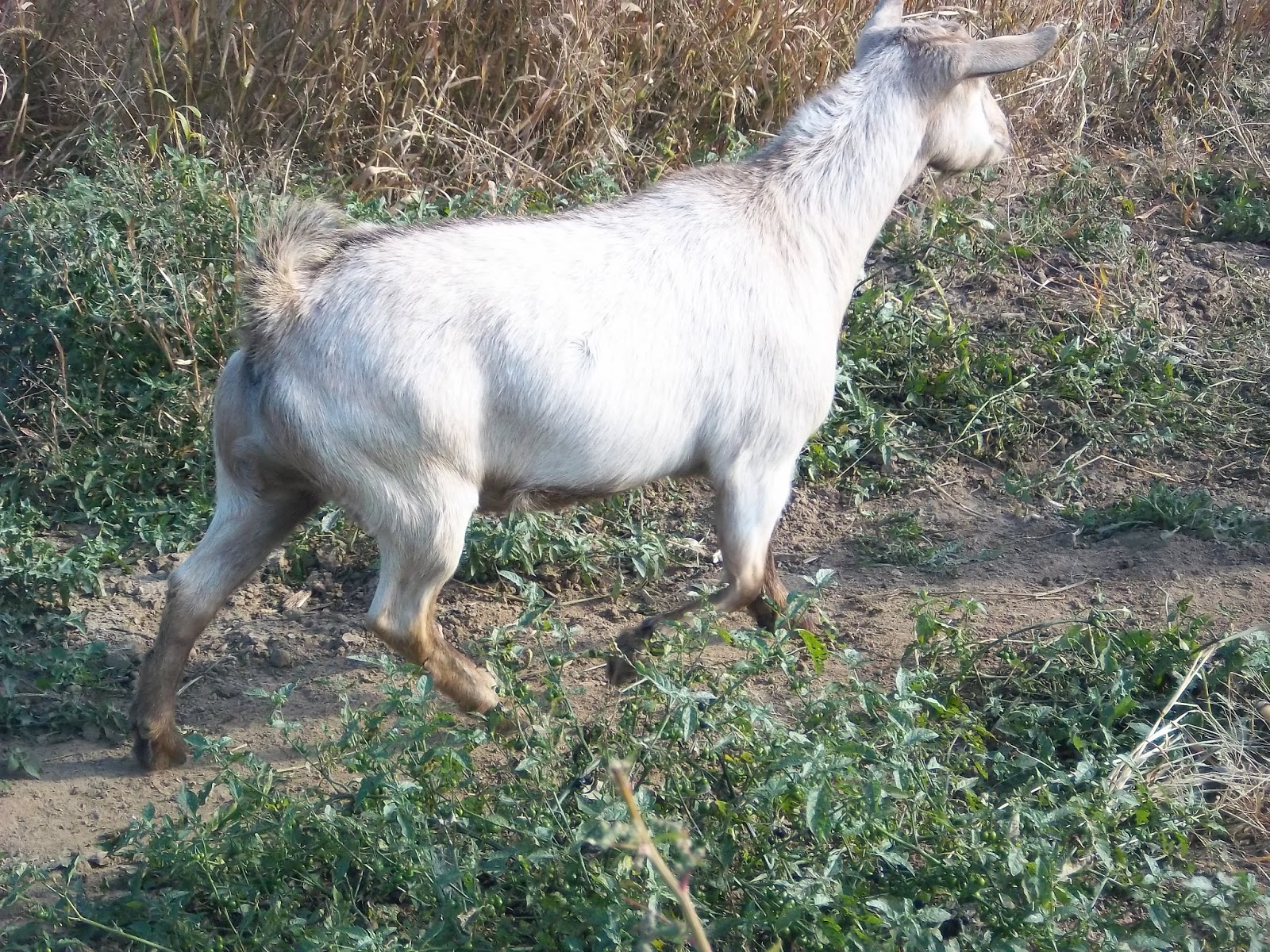 Tye Dye Acres: Fainting Goat Colors and Patterns!