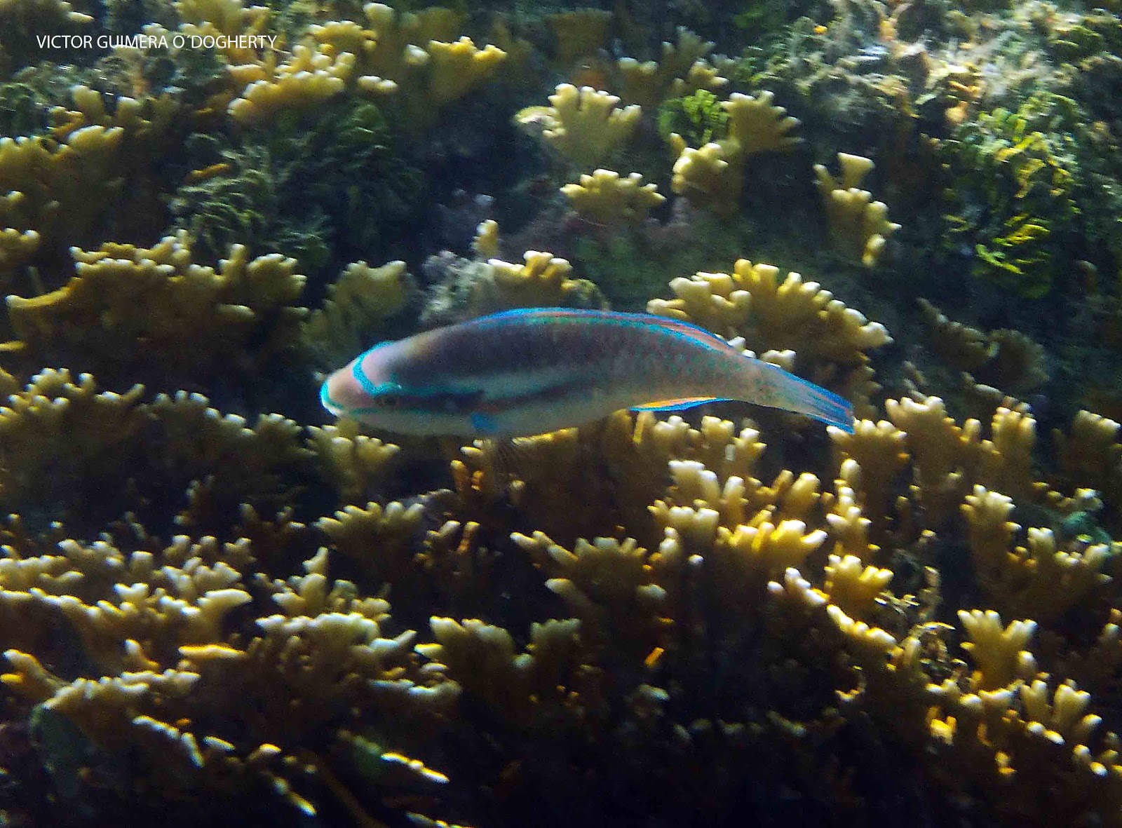 Mis imágenes de aves: PECES LORO EN EL CARIBE PANAMEÑO