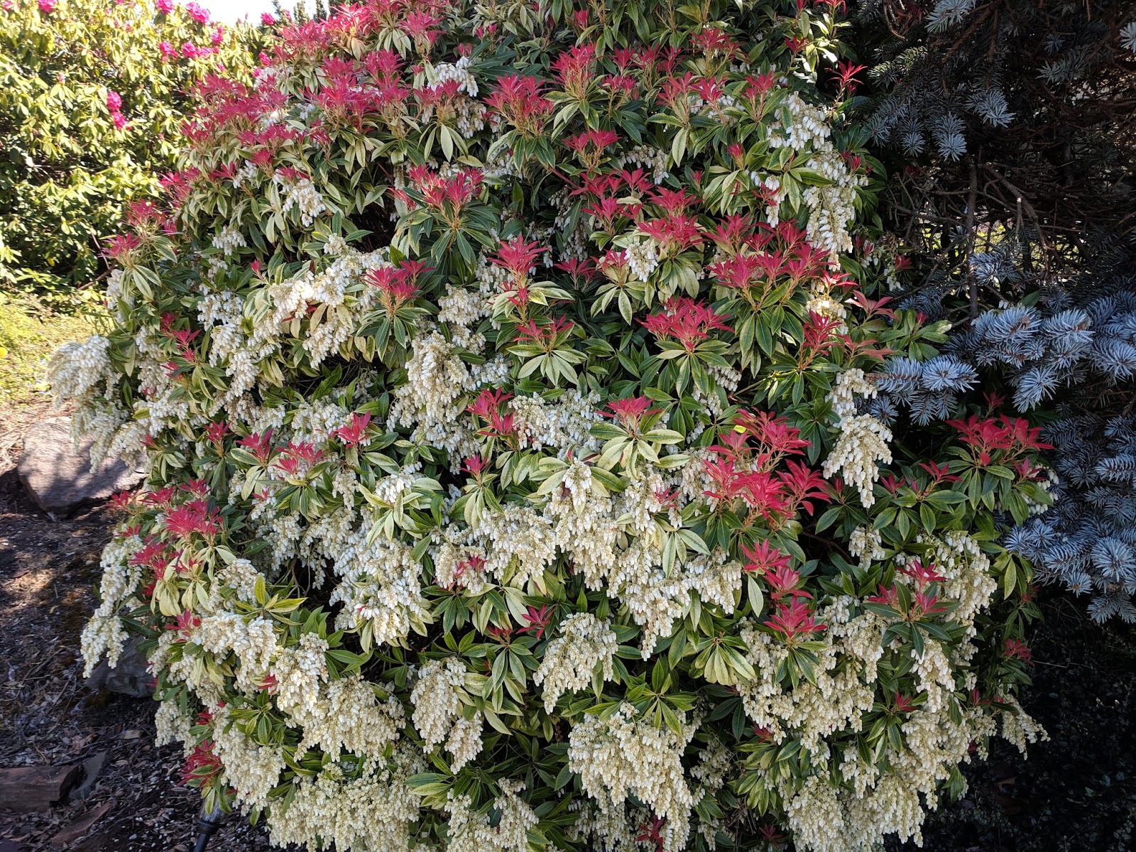 Shoreline Area News: Photo: Red, white, and bloom