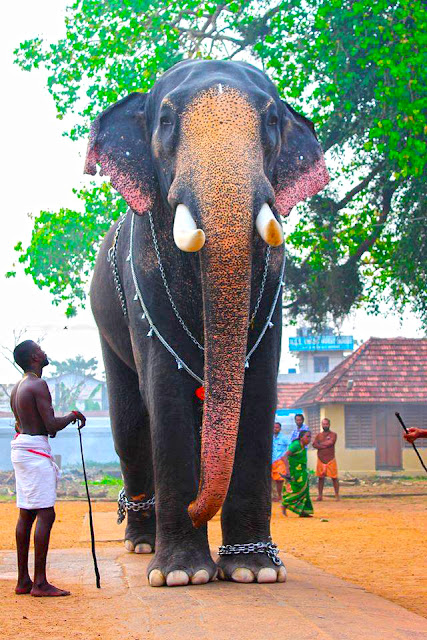 Chirakkal Kalidasan Photos - Chirakkal Kalidasan HD Images