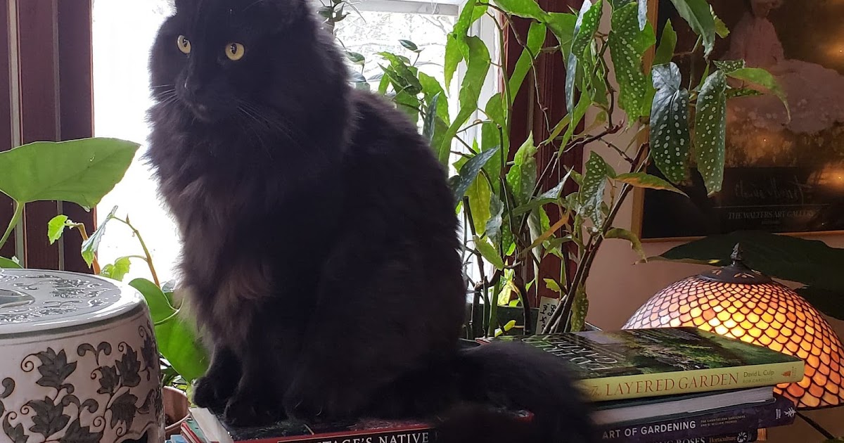 Cats in Gardens: Quoth the Raven