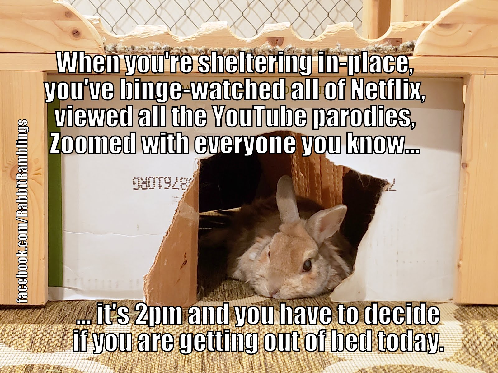 Rabbit Ramblings: Funny Bunny Monday Meme*day