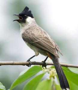 Cara Budidaya Burung Kutilang Terbaru dan Terlengkap | DUNIA,SATWA,PIAK