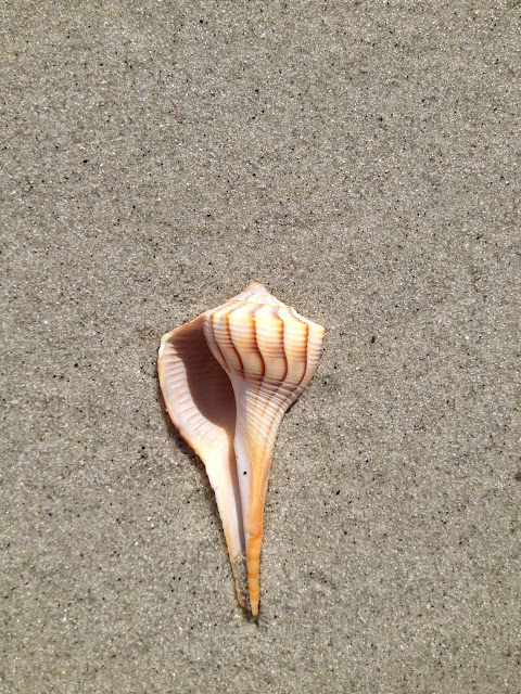 The Hunter and The Gatherer: Shell Feature: The Lightning Whelk