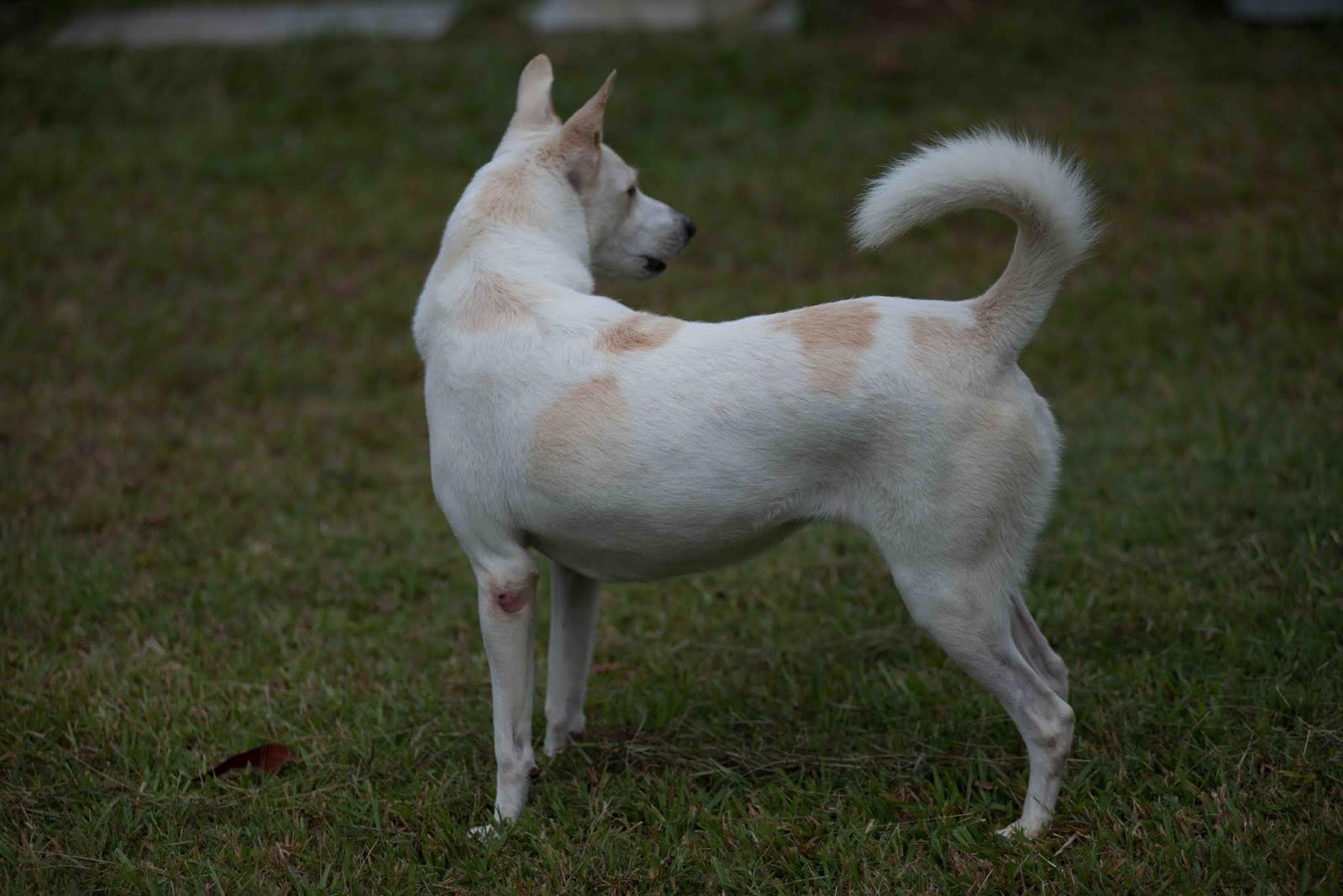 Wild born Canaan dogs of Saudi Arabia: Update on the genetic study of ...