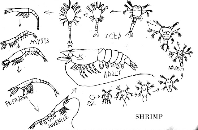 Mikroraptor Musings: Crustacean Life Cycles