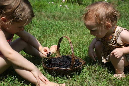 Juise: Simple Summer Activities - Berry Pickin'