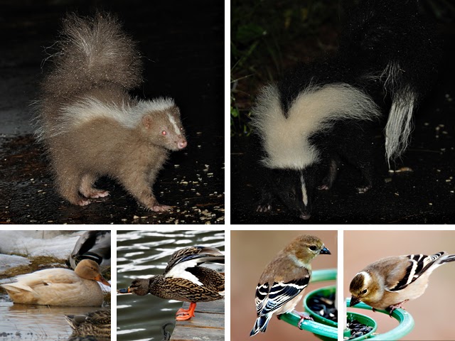 New England Wildlife: Leucism