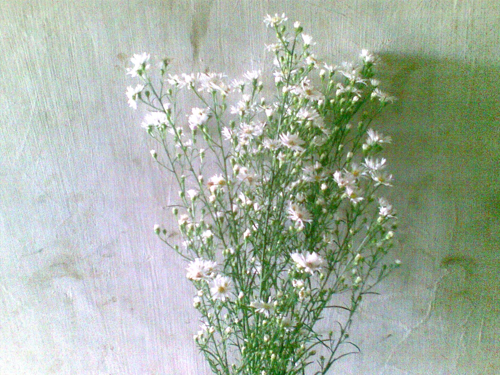 Toko Bunga Potong: Pikok