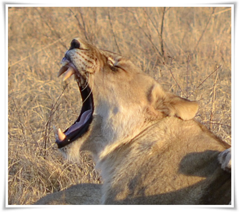 LIVING LIFE TO THE MAX: OUR AFRICAN SAFARI: "SHIBULA" Day 4: Evening ...