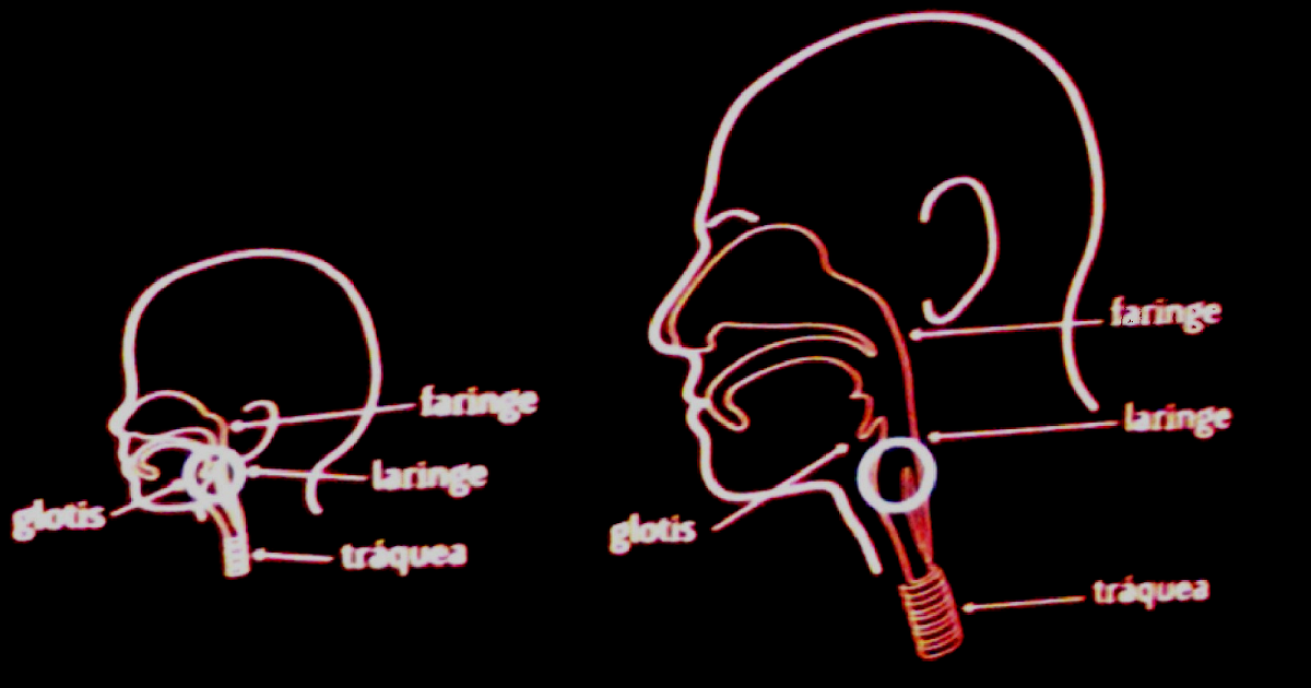Diario de una asesora de lactancia - IBCLC: La epiglotis