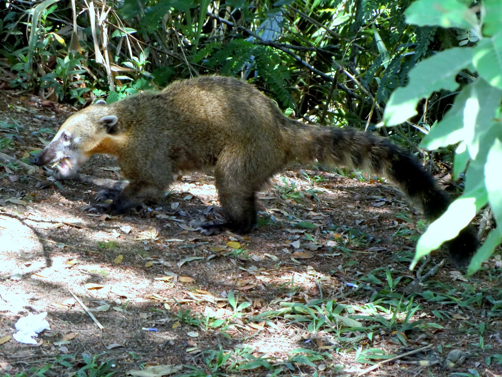 miereneter-correctie