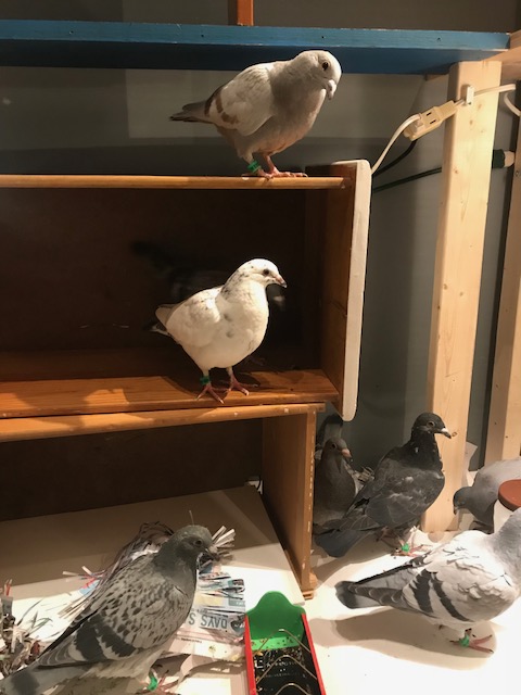 AMERICAN RACING PIGEON UNION: MORE THAN JUST BIRDS