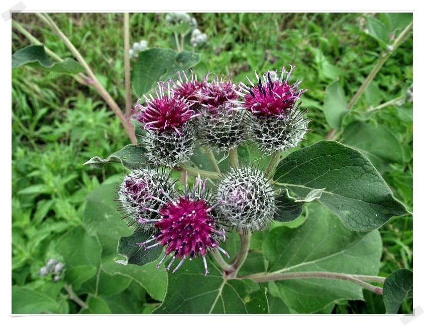 Łopian ratunkiem dla osłabionych i wypadających włosów - Loczusiowo ...