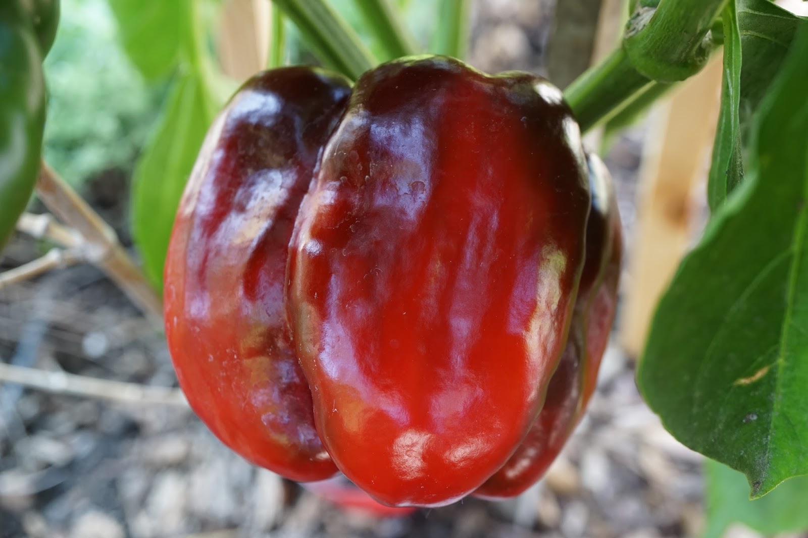 Andie's Way: A Tasty Rainbow of Bell Peppers