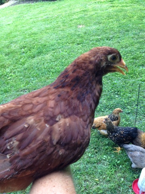 You've Got to be Chicken Me