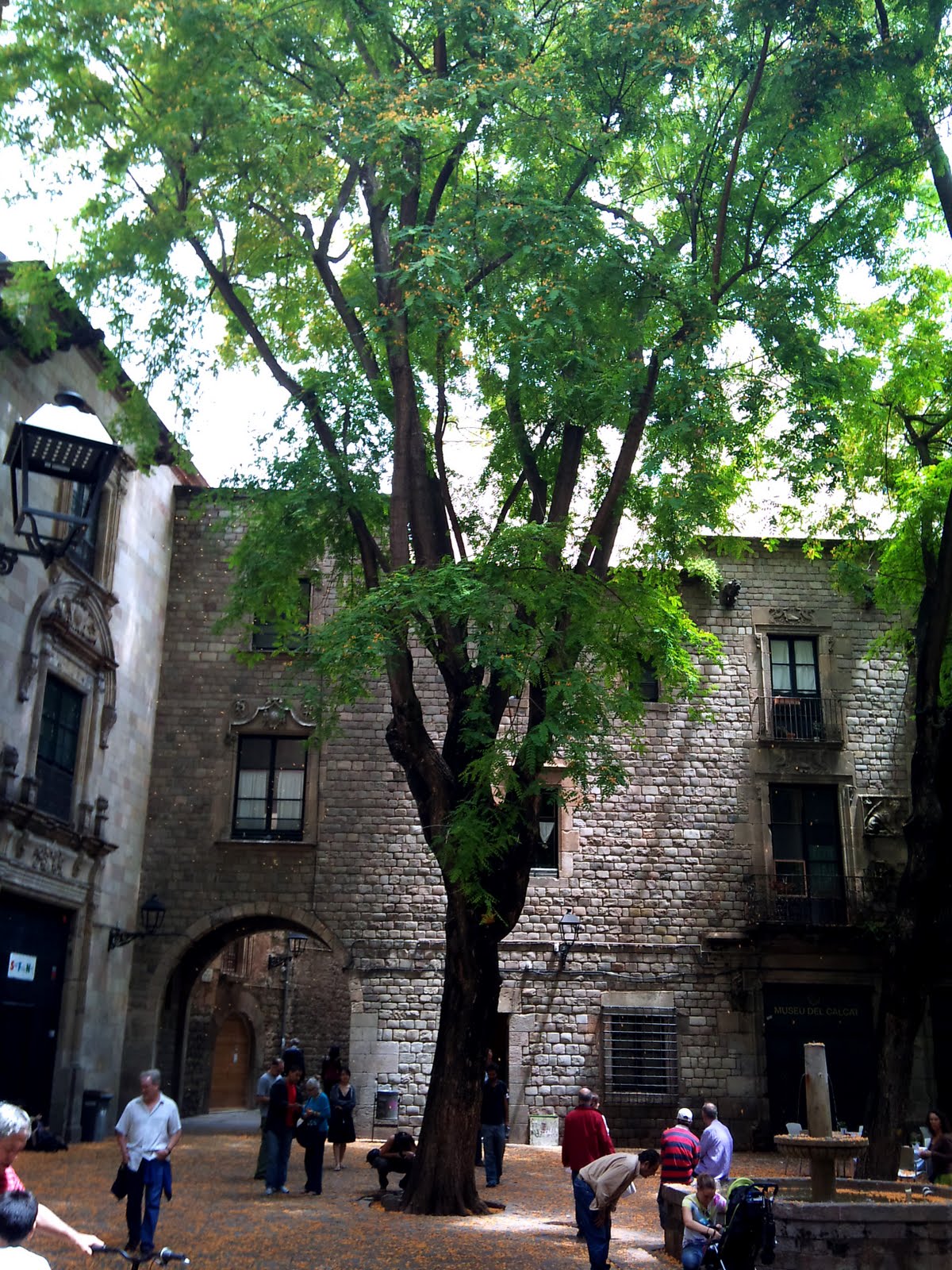Árboles con alma: Palo Rosa. Acacia de flor amarilla. (Tipuana tipu)