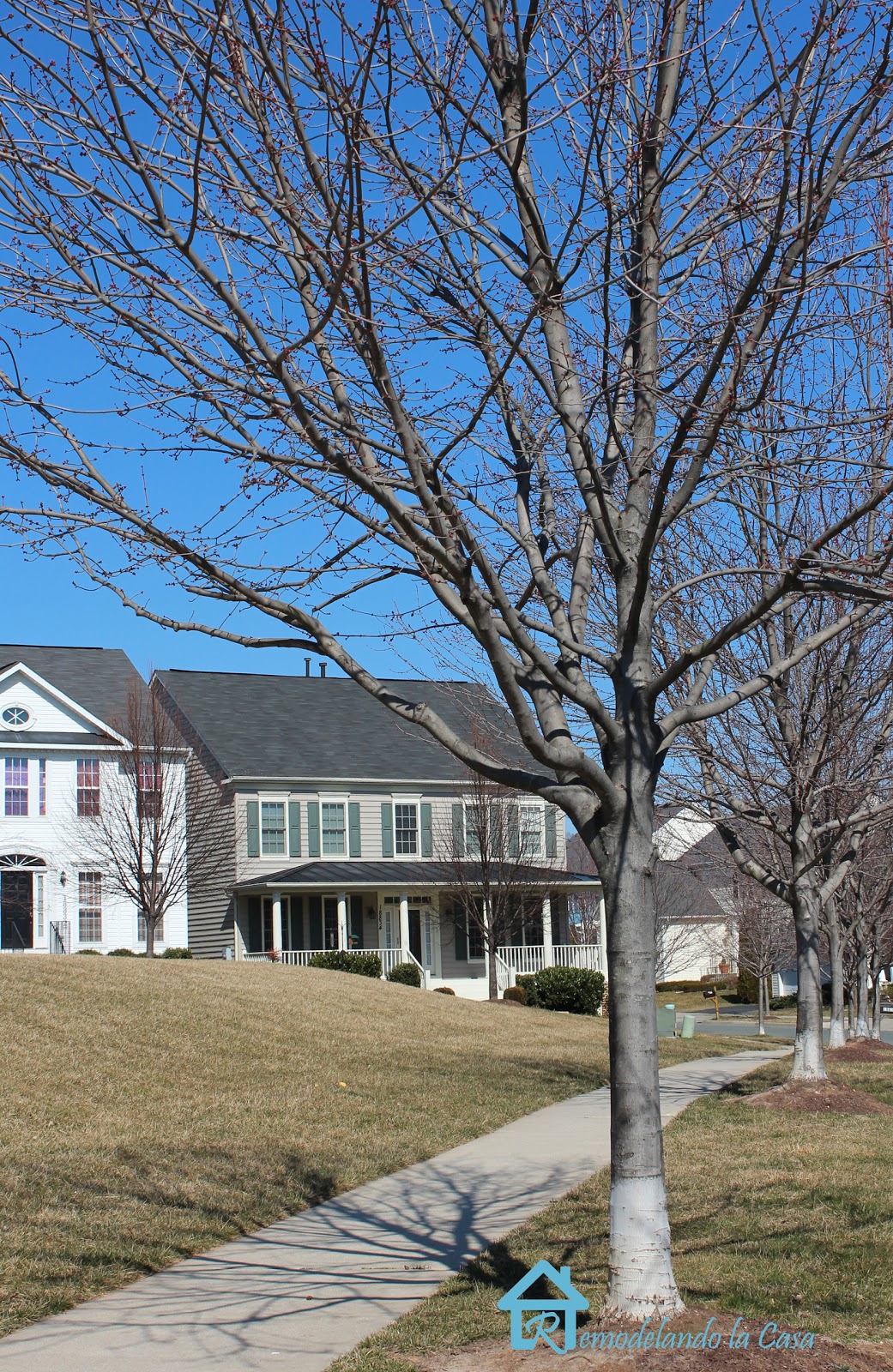 Decorating with Tree Branches - Remodelando la Casa