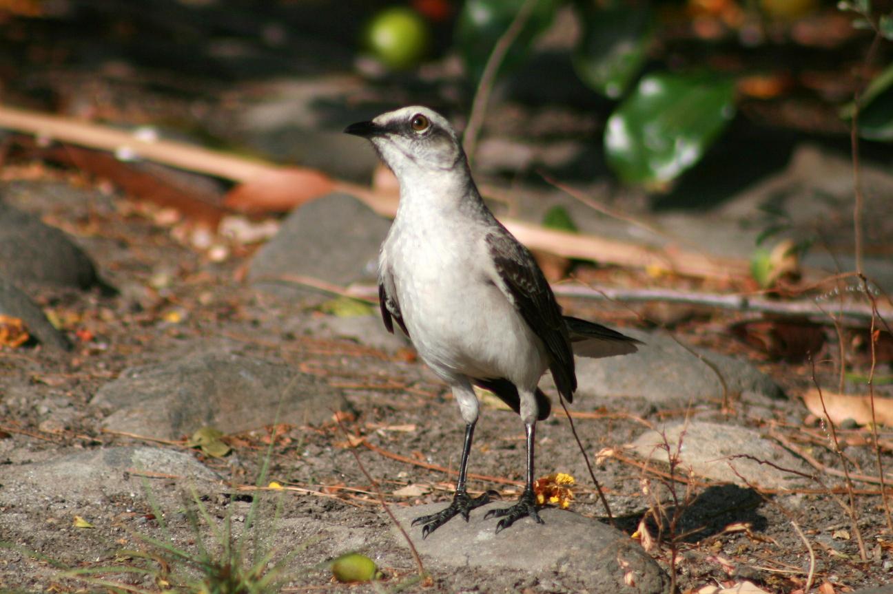 El ojo del buitre: Aves - Sinsonte