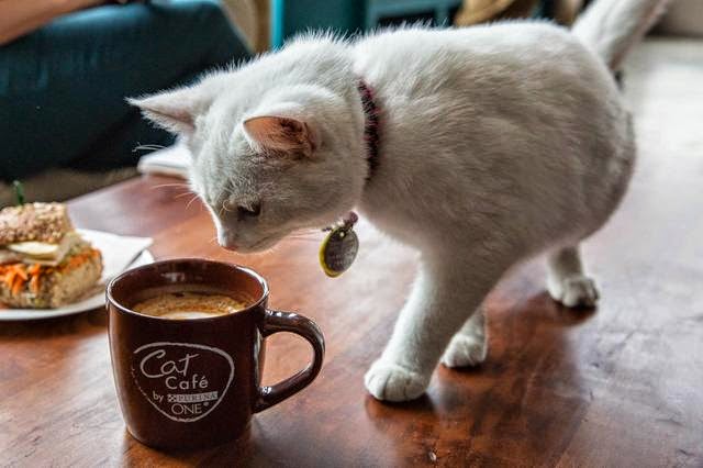Inauguran el primer "Café de Gatos" en Nueva York - Seamos Mas Animales ...