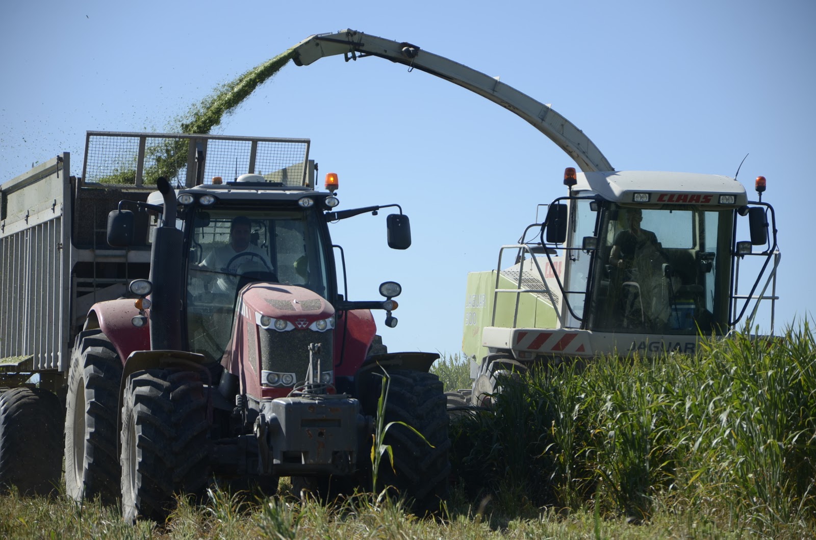 Ensiling Sorghum: chopping, transport and pressing