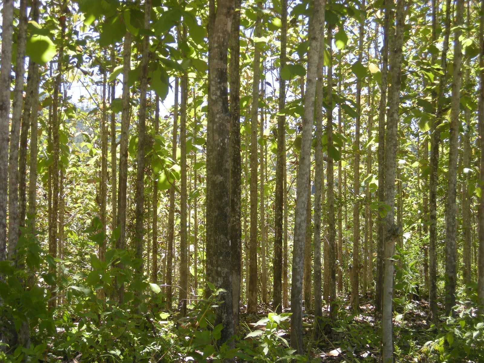 GEOGRAFI LINGKUNGAN: JATI : TANAMAN BERKAYU KERAS