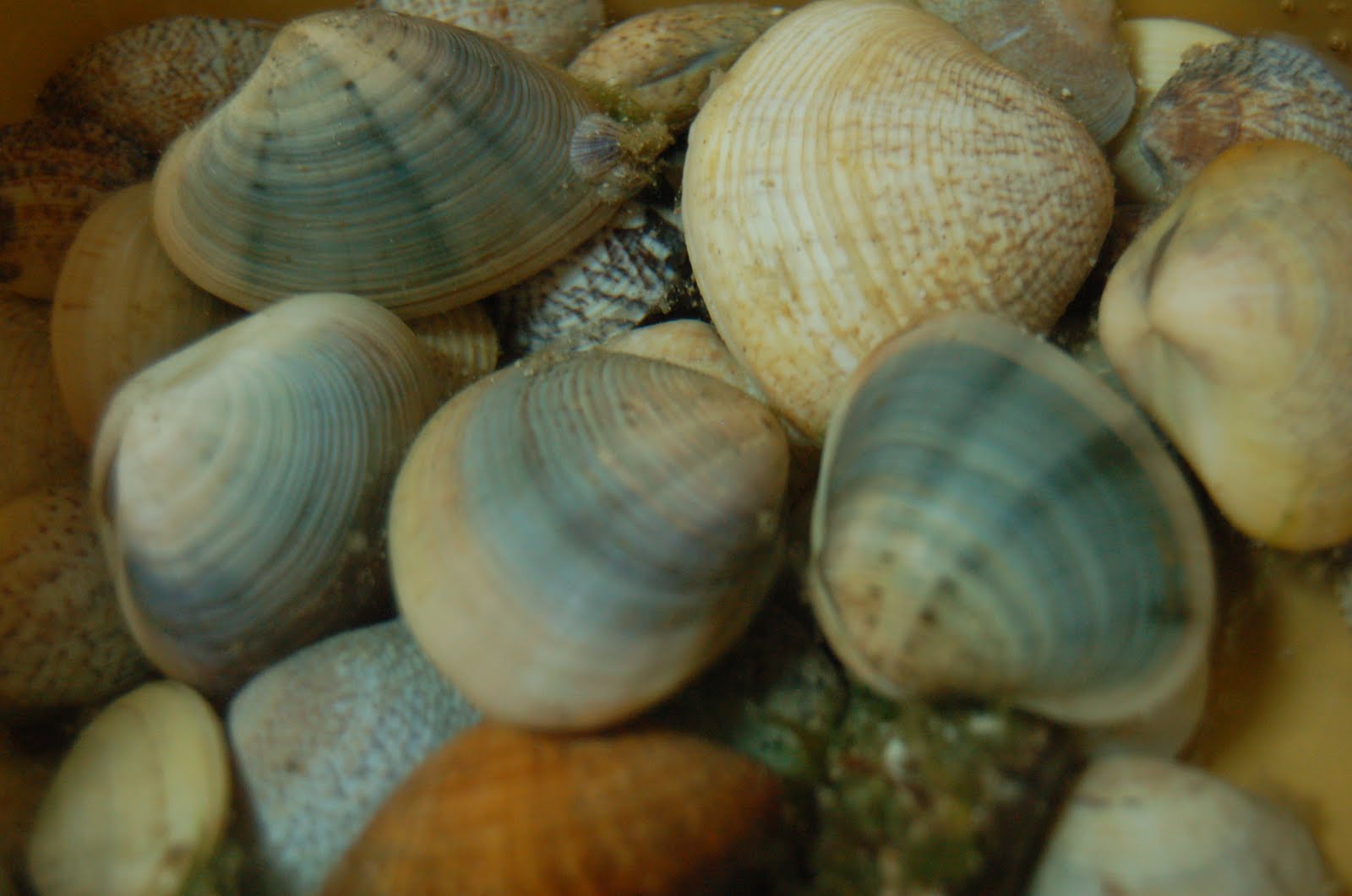 eden's easy recipes: clams with ginger (ginisang halaan)