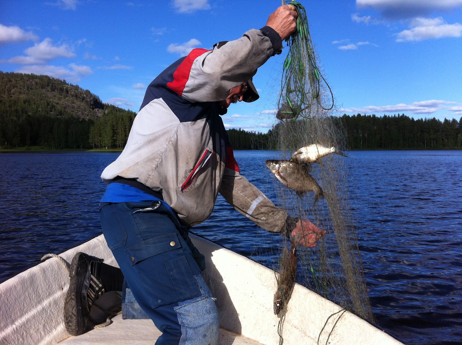 Flisan vår Whippet: Fiska med nät
